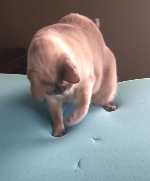 Cat earns 36M views for his hilarious reaction to memory foam