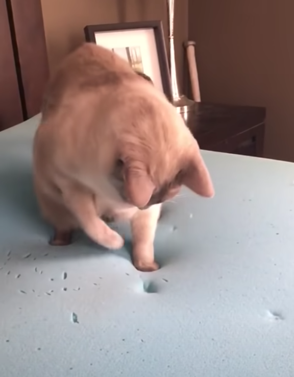 Cat earns 36M views for his hilarious reaction to memory foam