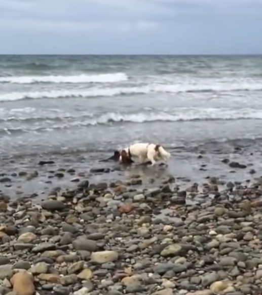Dog spots stranded baby dolphin desperately in need of help and jumps ...