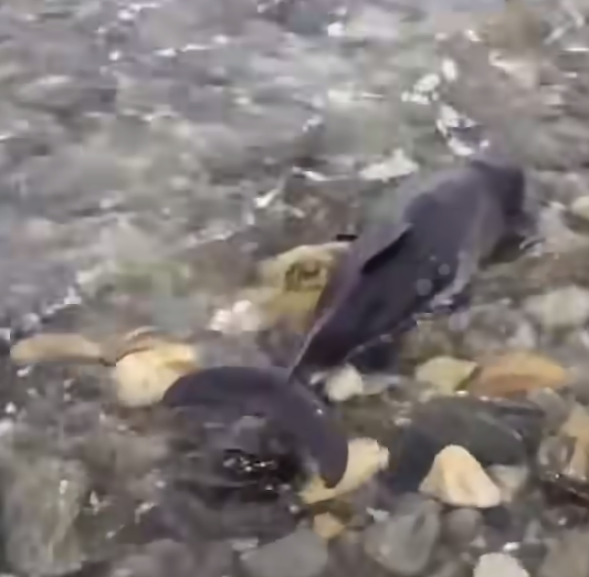 Dog spots stranded baby dolphin desperately in need of help and jumps ...