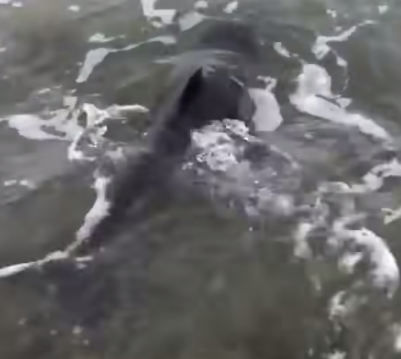 Dog spots stranded baby dolphin desperately in need of help and jumps ...