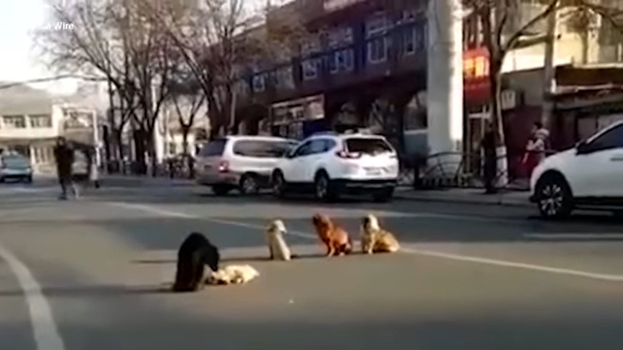 4 Loyal dogs block traffic to protect friend who was hit and can’t move