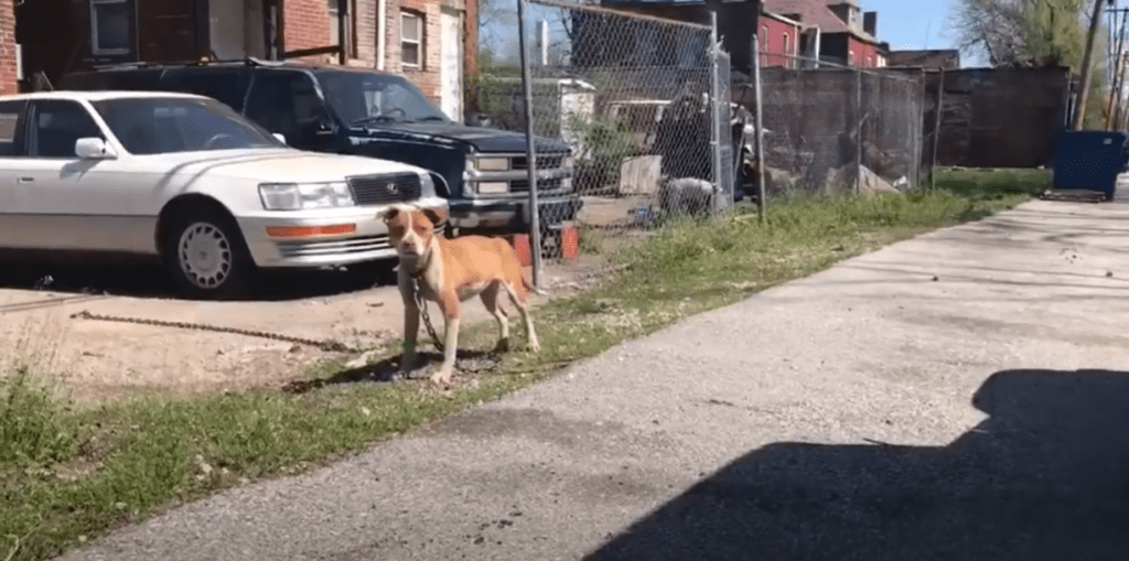 Stray dog weighed down by heavy chain gives rescuers biggest smile when ...