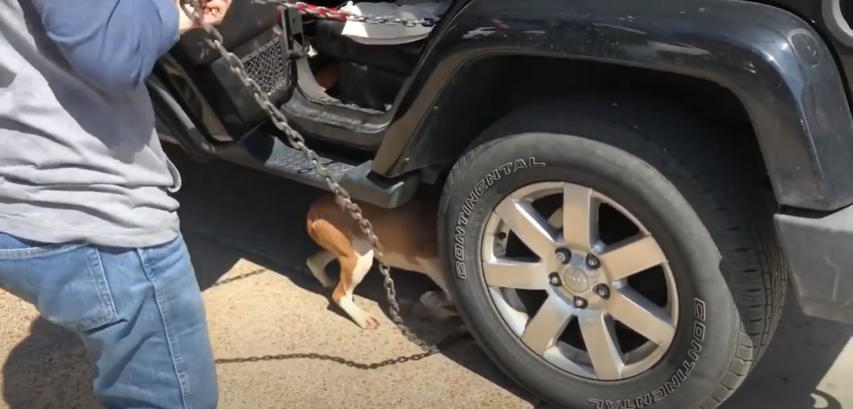 Stray dog weighed down by heavy chain gives rescuers biggest smile when ...