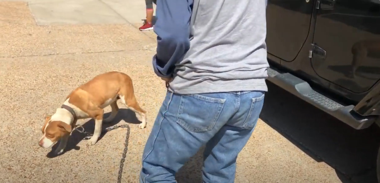 Stray dog weighed down by heavy chain gives rescuers biggest smile when ...