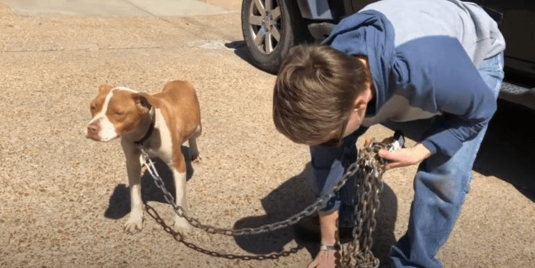 Stray dog weighed down by heavy chain gives rescuers biggest smile when ...