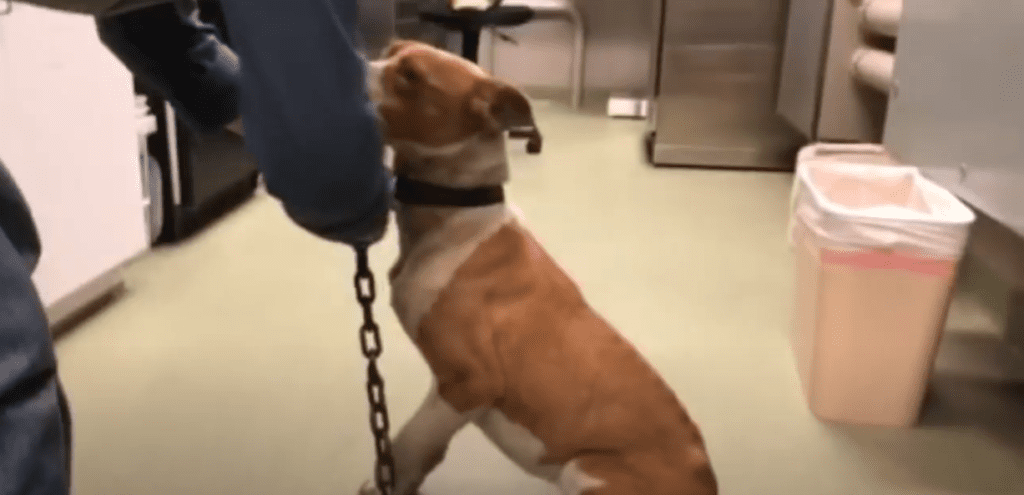 Stray dog weighed down by heavy chain gives rescuers biggest smile when ...