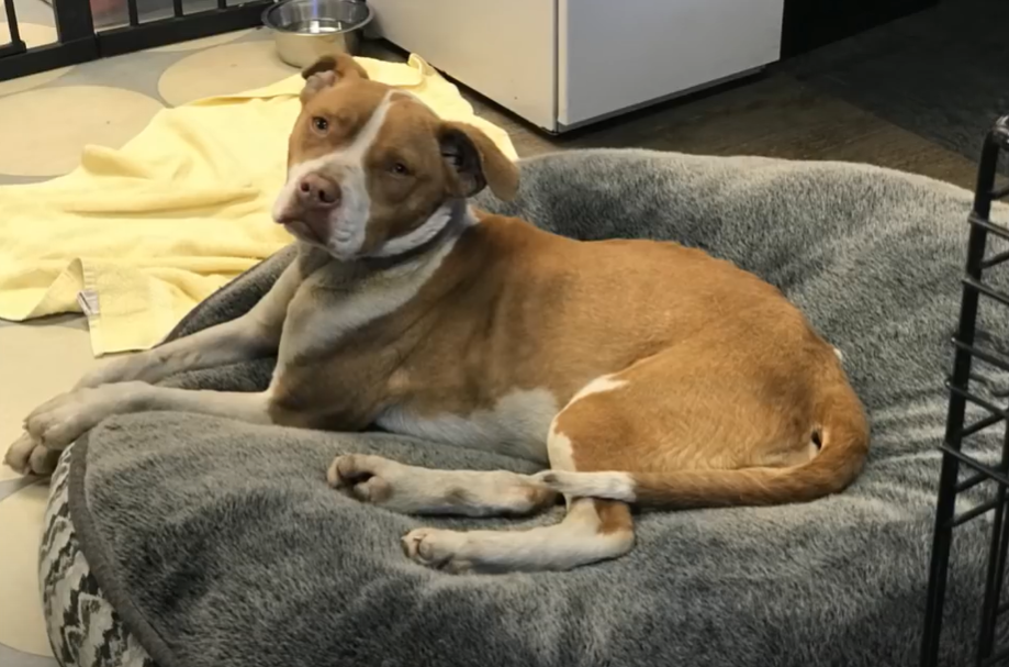 Stray dog weighed down by heavy chain gives rescuers biggest smile when ...