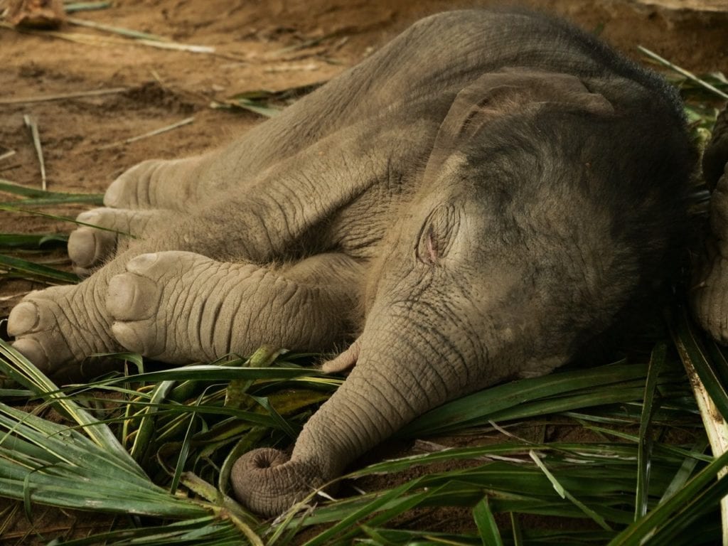 Excited elephants runs to say hello to newly rescued baby elephant