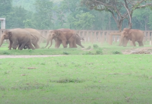 Excited elephants runs to say hello to newly rescued baby elephant