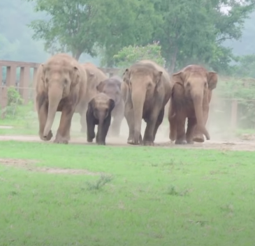 Excited elephants runs to say hello to newly rescued baby elephant
