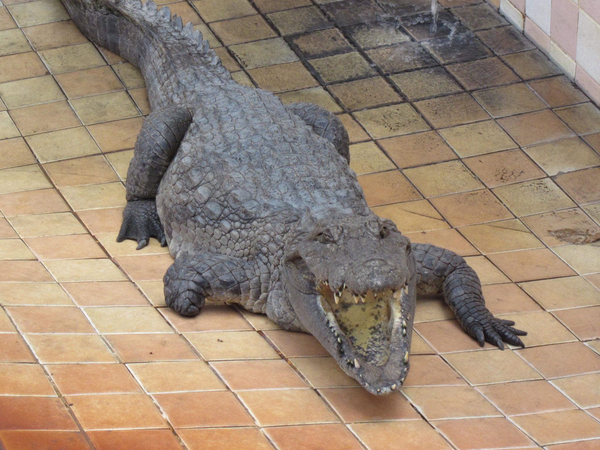 Brave cat protects his family when an alligator shows up at their front ...