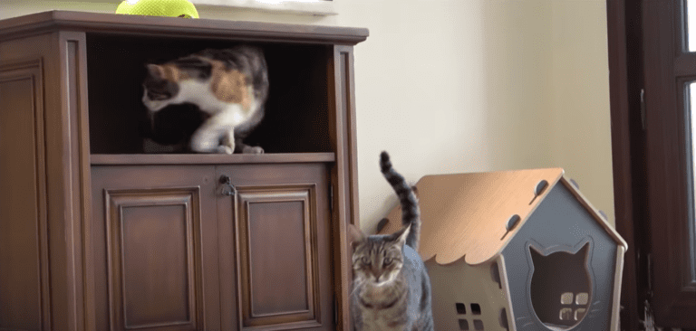 Stray cats step into a house for the very first time in their lives