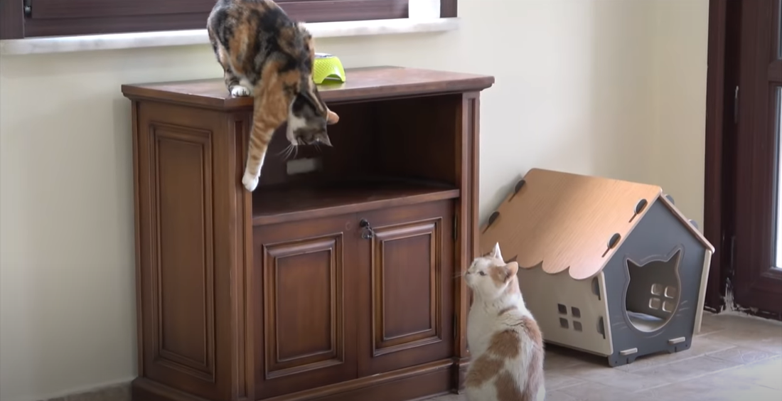 Stray cats step into a house for the very first time in their lives