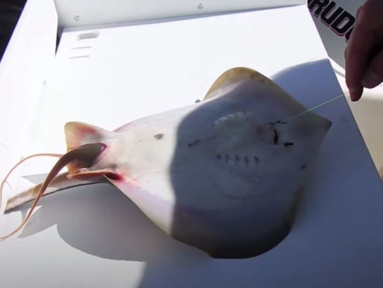Fisherman Helps Stingray Give Birth