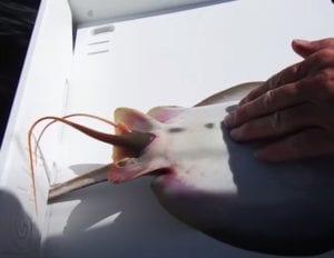 Fisherman Helps Stingray Give Birth