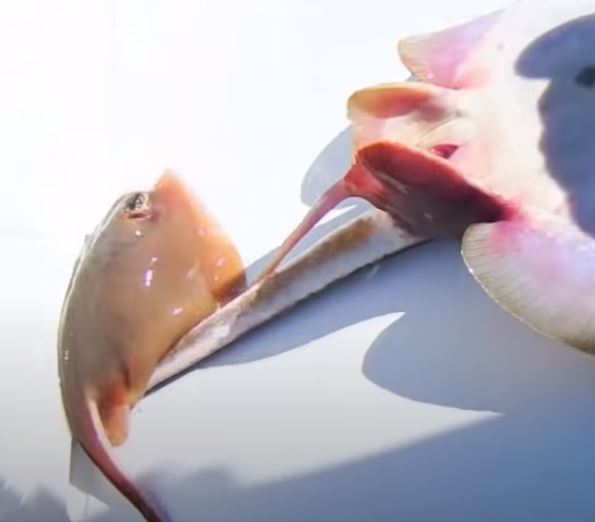 Fisherman Helps Stingray Give Birth