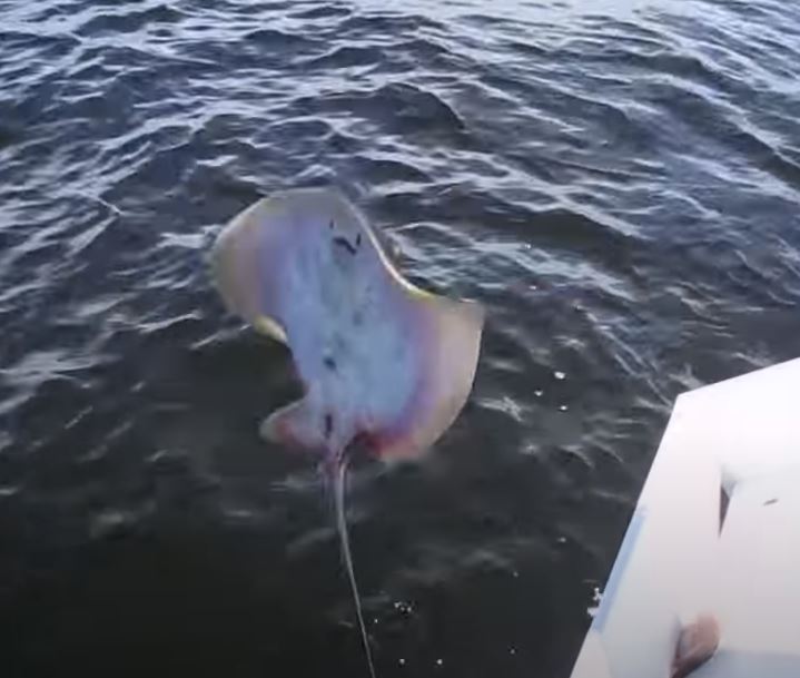 Fisherman Helps Stingray Give Birth