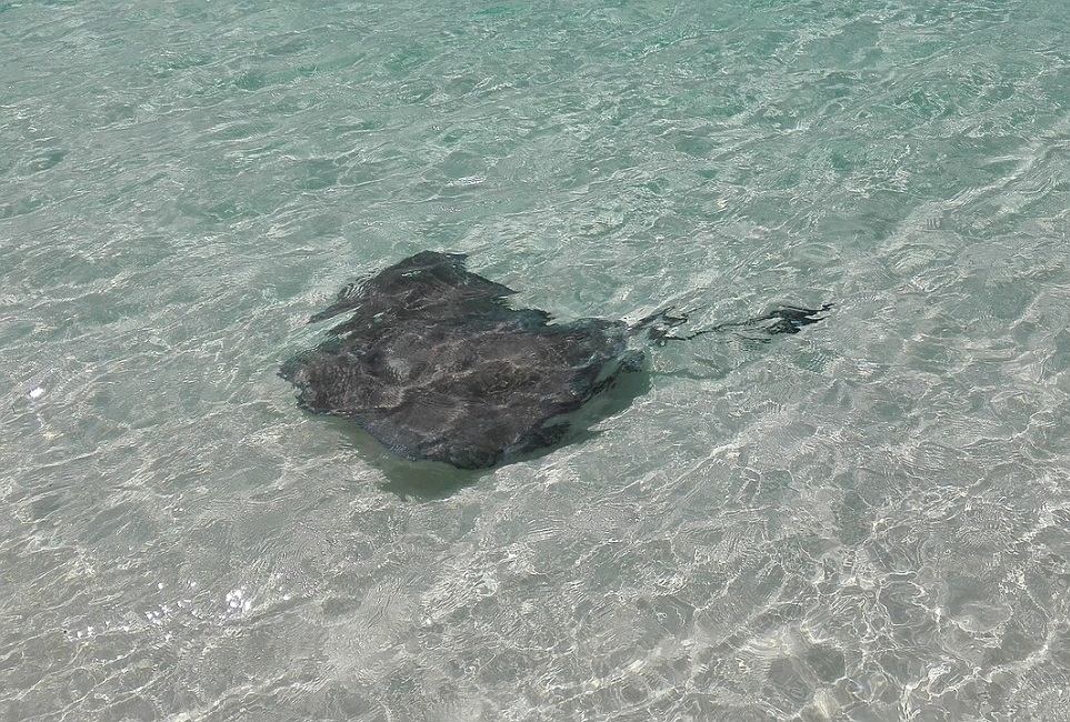 Fisherman Helps Stingray Give Birth