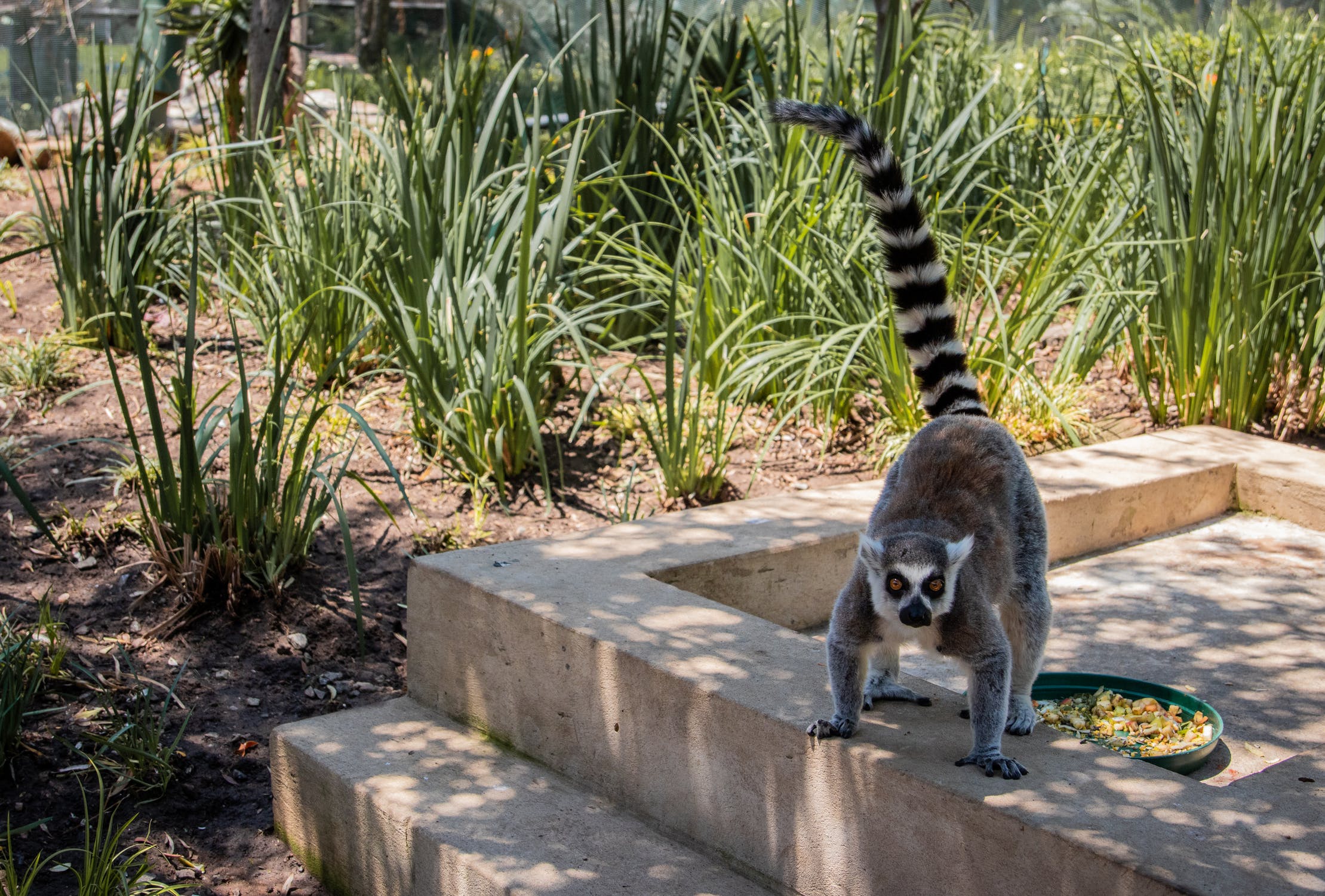 Fast-thinking 5-year-old spots stolen zoo lemur in playground plastic house