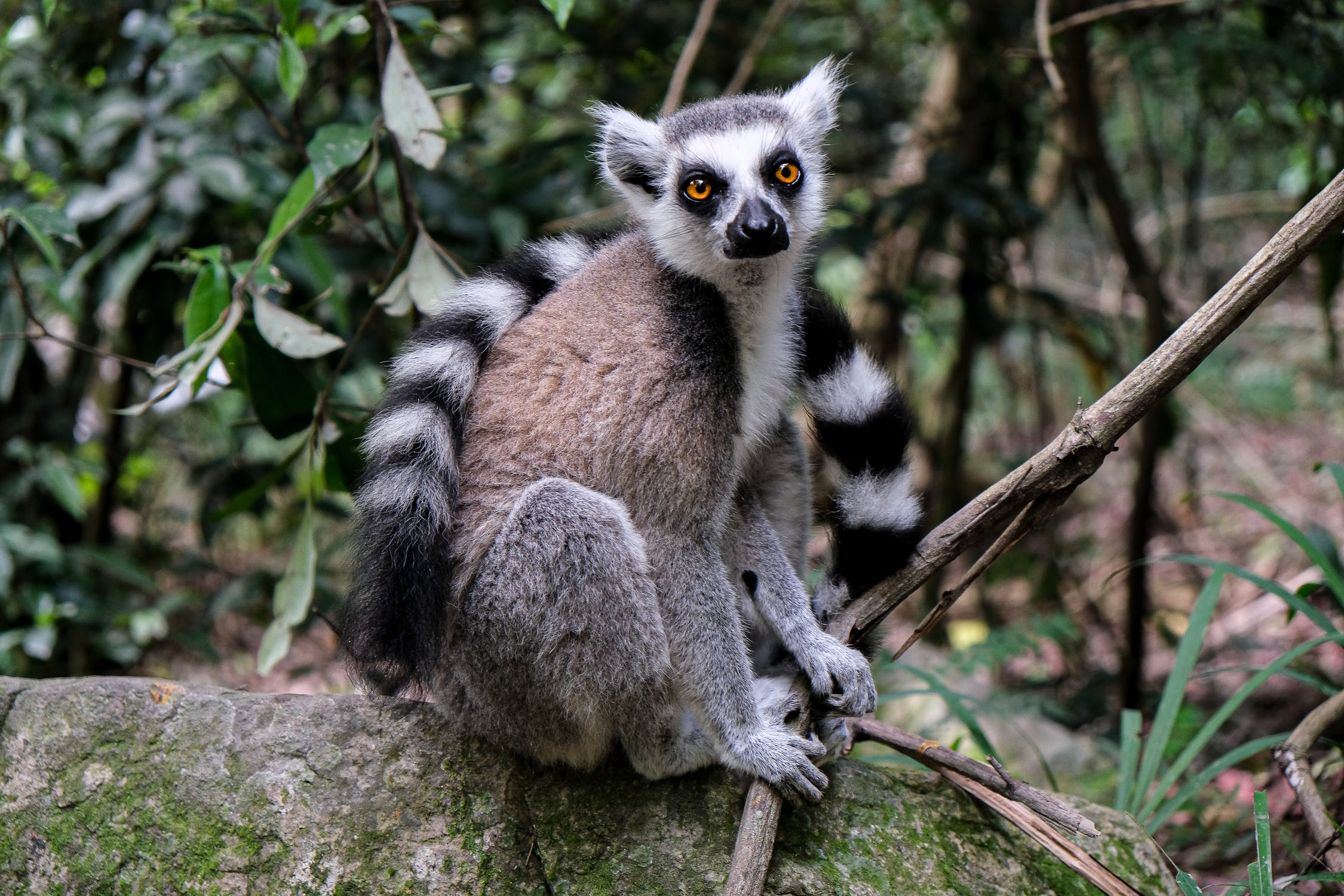 Fast-thinking 5-year-old spots stolen zoo lemur in playground plastic house