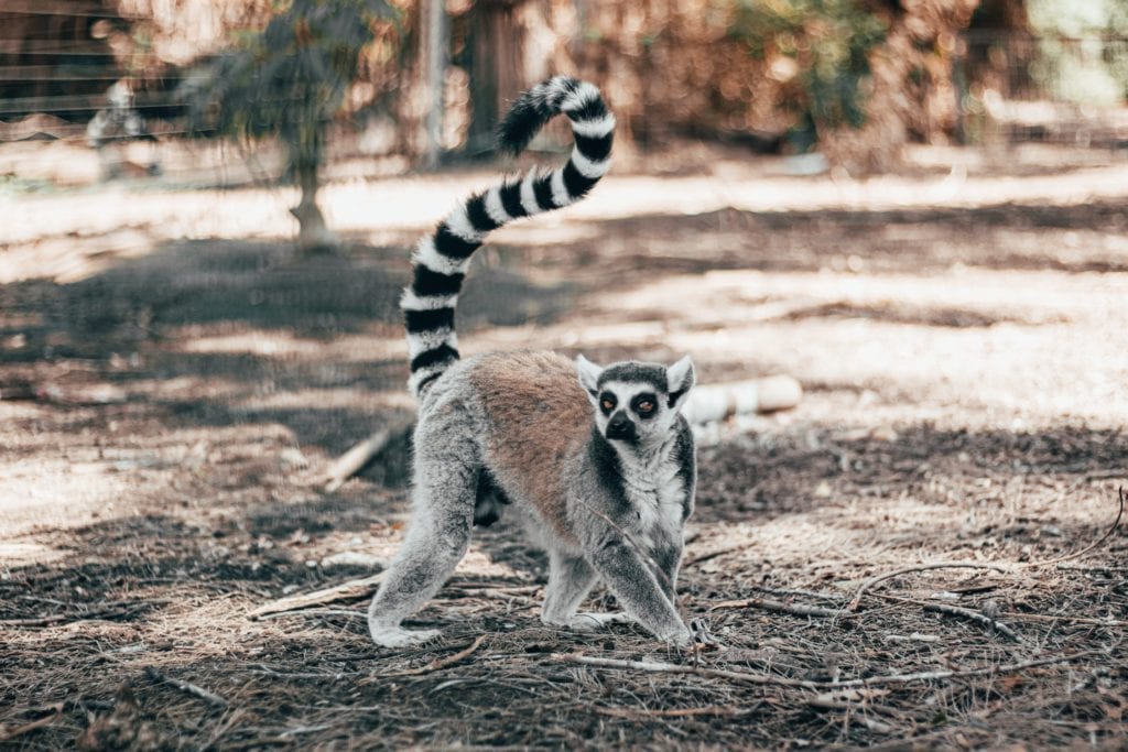 Fast-thinking 5-year-old spots stolen zoo lemur in playground plastic house