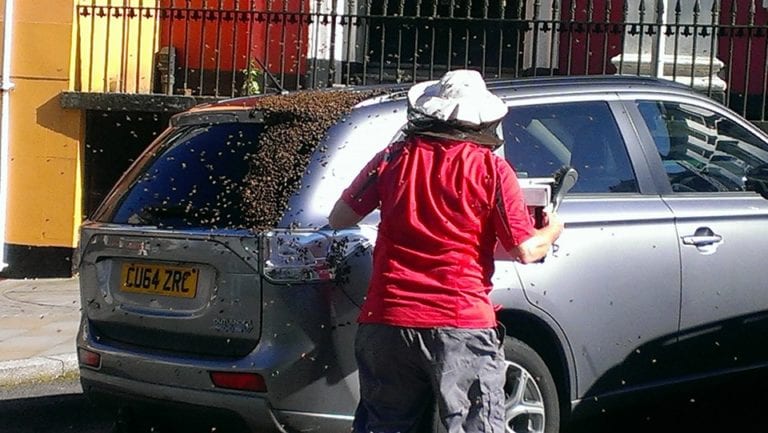 20,000 bees swarm woman’s car for two days to rescue their queen