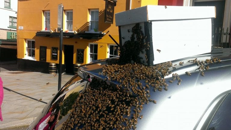 20,000 bees swarm woman’s car for two days to rescue their queen