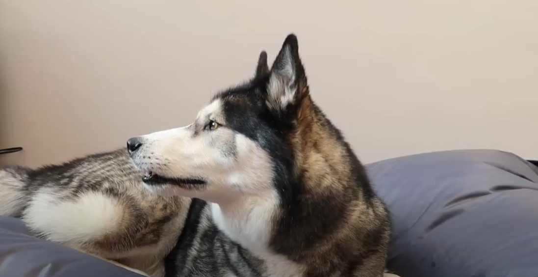 Woman tells dog he’s adopted and his hilarious response earns 10M views