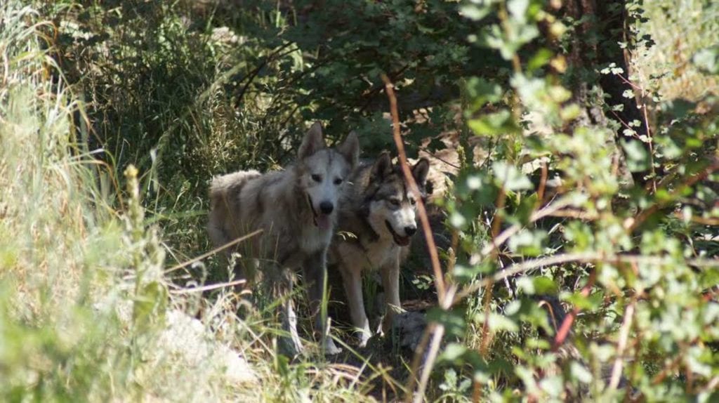 Scared wolf-dog refuses leave his kennel until he’s introduced to his ...