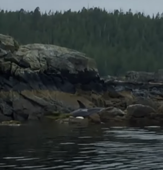 Rescuers Pull Off Monumental Rescue For Stranded Crying Orca