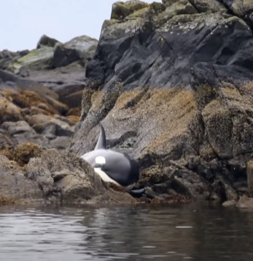 Rescuers Pull Off Monumental Rescue For Stranded Crying Orca