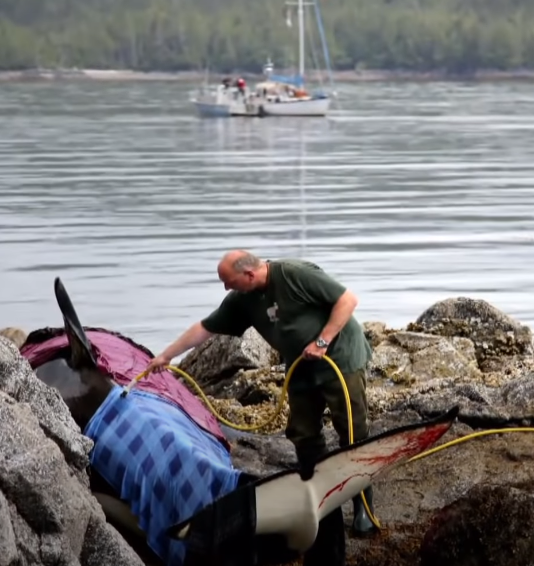 Rescuers Pull Off Monumental Rescue For Stranded Crying Orca