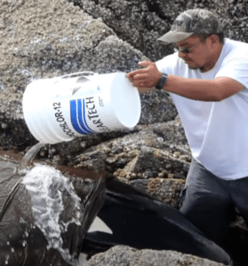 Rescuers Pull Off Monumental Rescue For Stranded Crying Orca