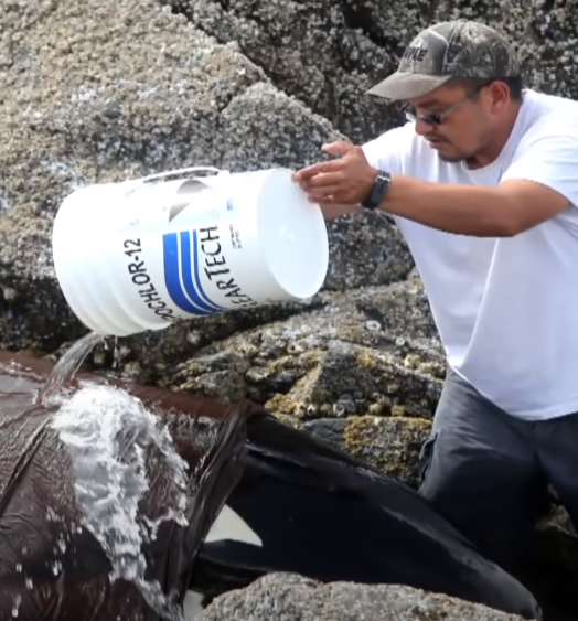 Rescuers Pull Off Monumental Rescue For Stranded Crying Orca