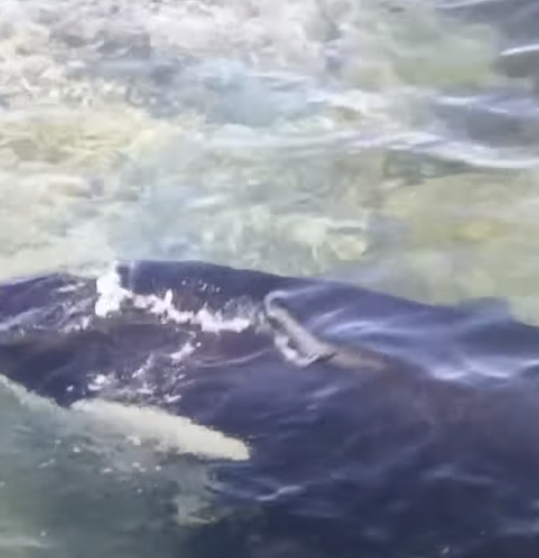 Rescuers Pull Off Monumental Rescue For Stranded Crying Orca