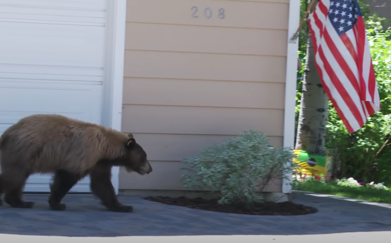 Bear and man turn around corner and spook each other