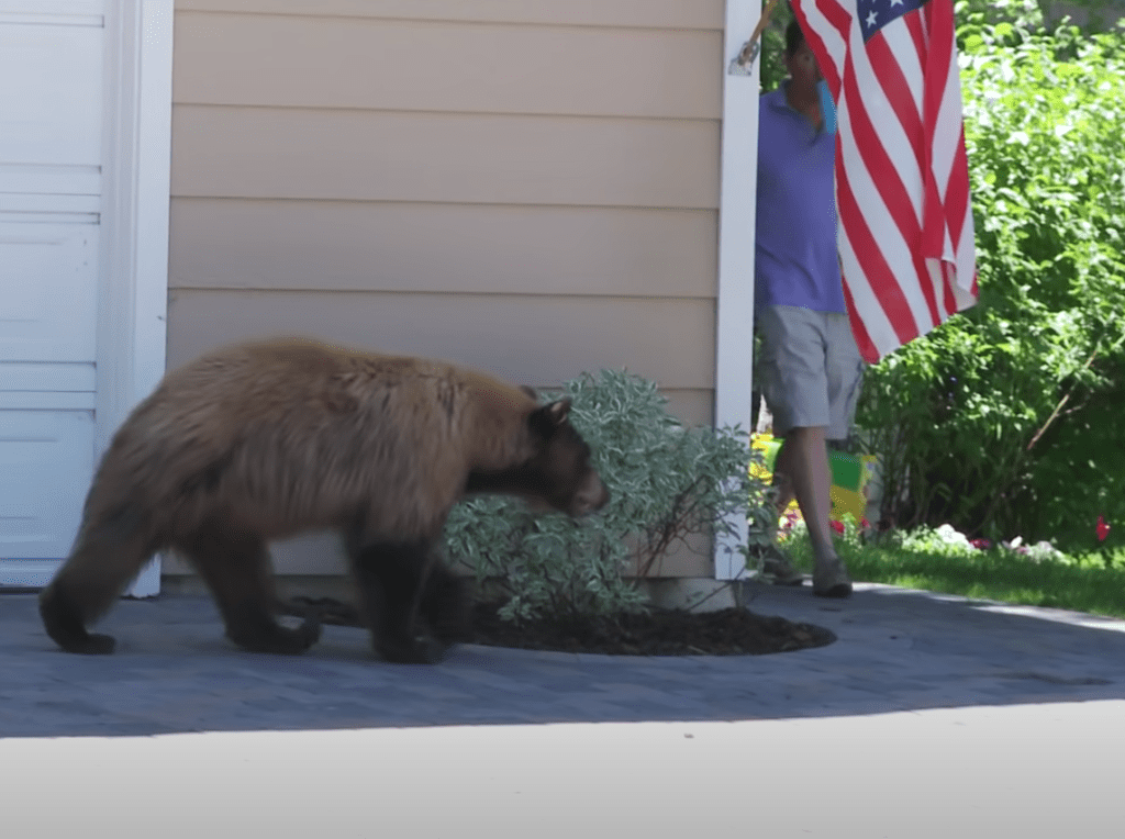 Bear and man spook each other and their hilarious reaction earns 14M views