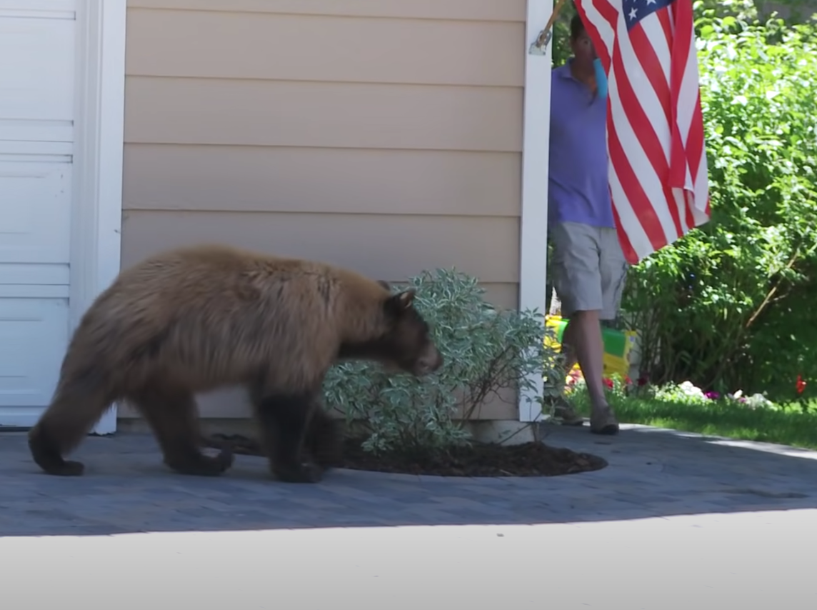 Bear and man turn around corner and spook each other