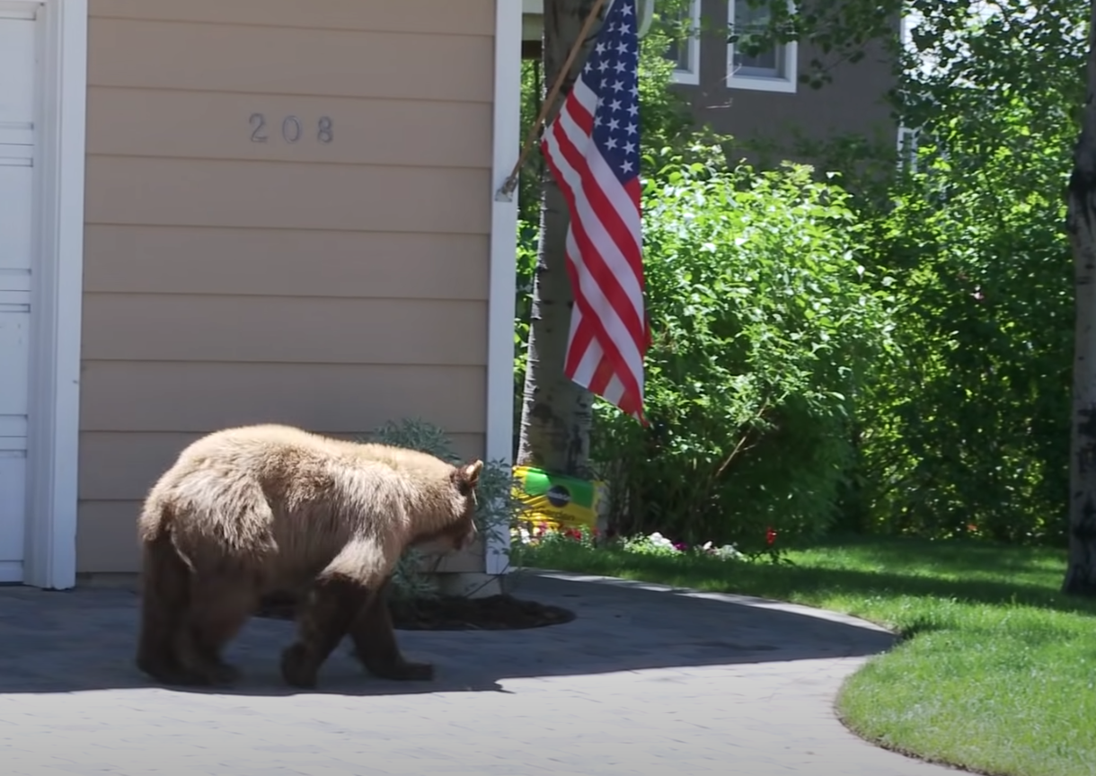 Bear and man turn around corner and spook each other