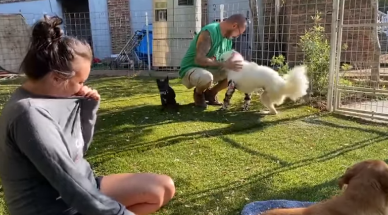 Dog born with deformed legs tries first pair of prosthetics—and she ...