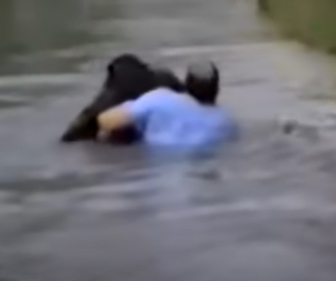 Man Jumps In Enclosure To Save Drowning Chimp