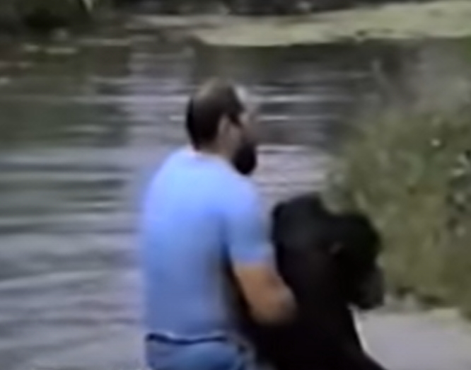 Man Jumps In Enclosure To Save Drowning Chimp