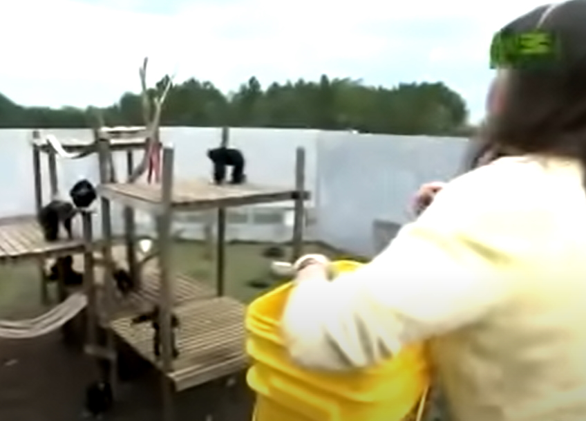 Man Jumps In Enclosure To Save Drowning Chimp