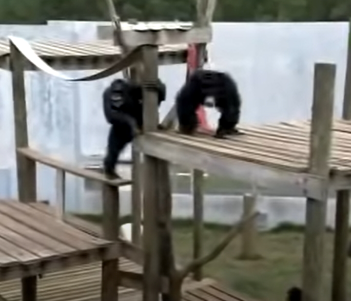 Man Jumps In Enclosure To Save Drowning Chimp