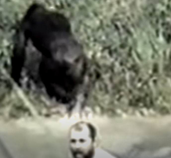 Man Jumps In Enclosure To Save Drowning Chimp