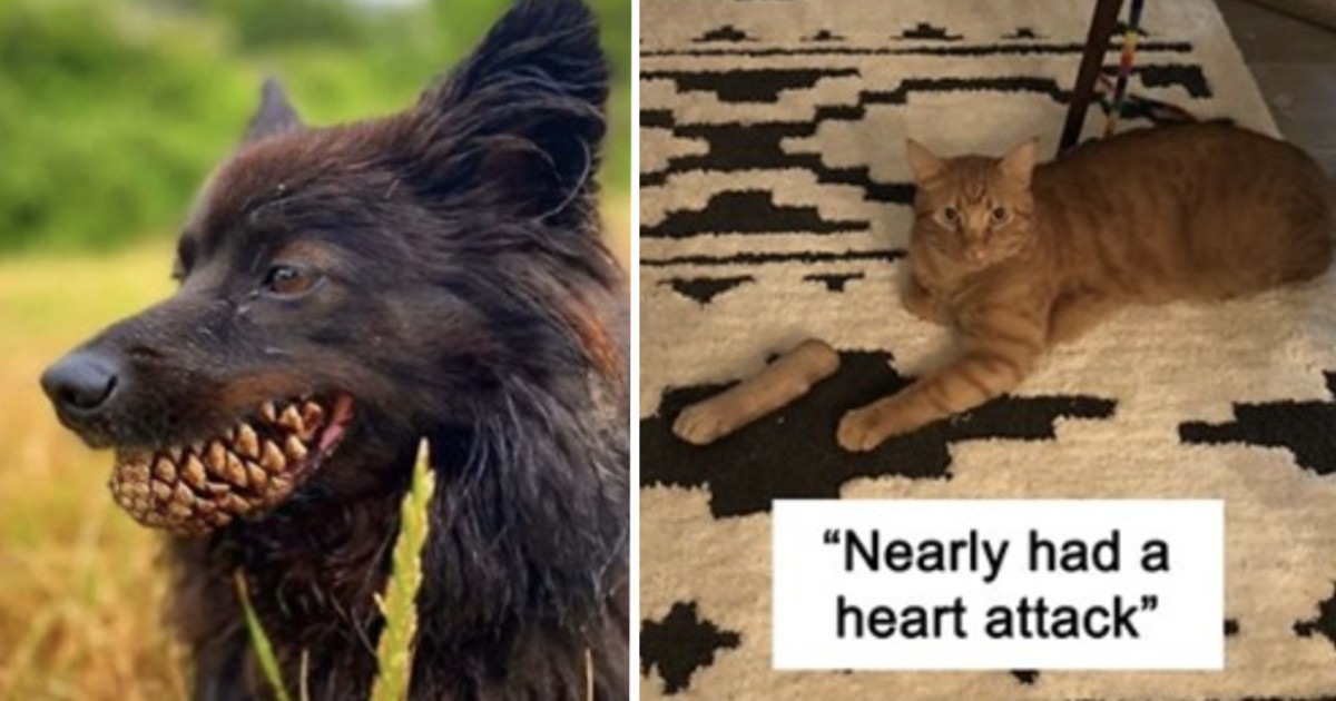 50 Pets who nearly gave their owners a heart attack