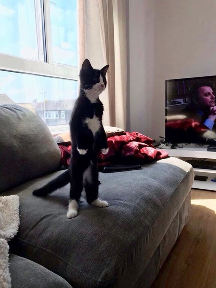 20 Animals who hilariously borrowed traits from the wrong species