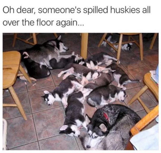 20 Animals who hilariously borrowed traits from the wrong species