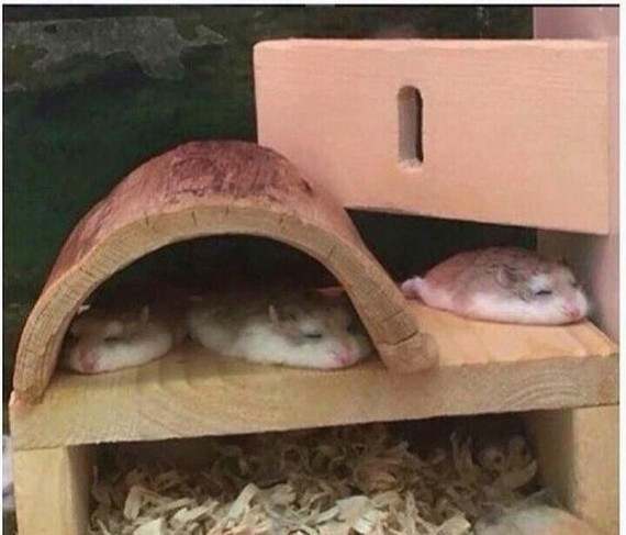 20 Animals who hilariously borrowed traits from the wrong species